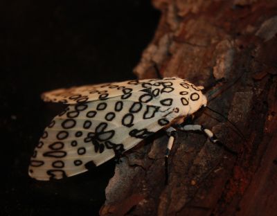 East Texas Moths: Week 18: A Weekend in Nacogdoches
